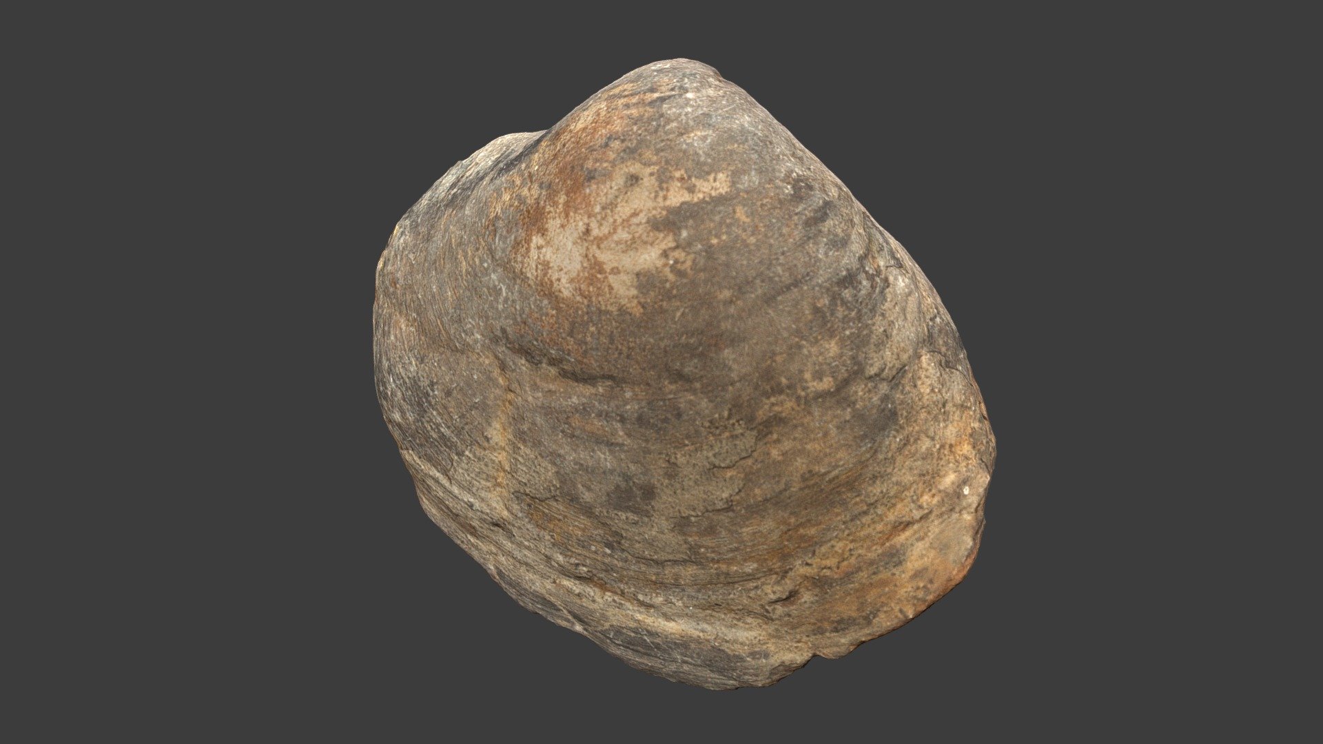 shell fossil 3D Scan - Download Free 3D model by Formwerk3D [32cfd19 ...