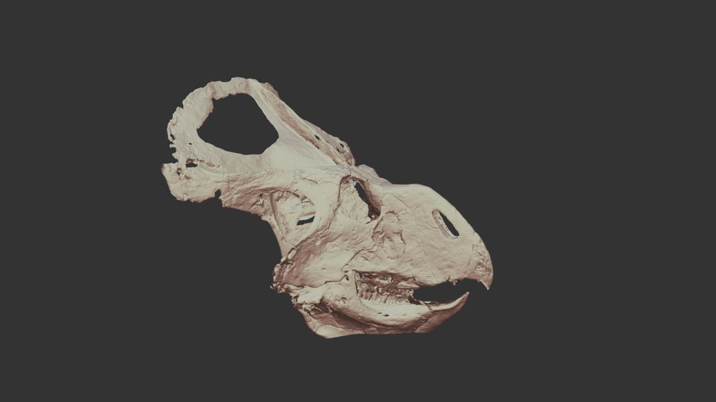 Dinosaur Skulls - A 3D model collection by fossilz - Sketchfab