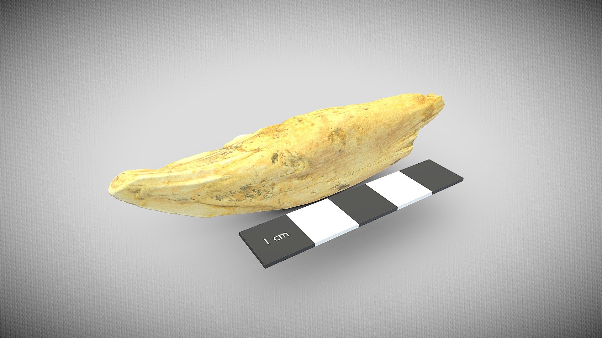 Thylacoleo tooth (Marsupial Lion) - 3D model by UQ School of the Environment (@UQ_SEES) [32d76c6 ...