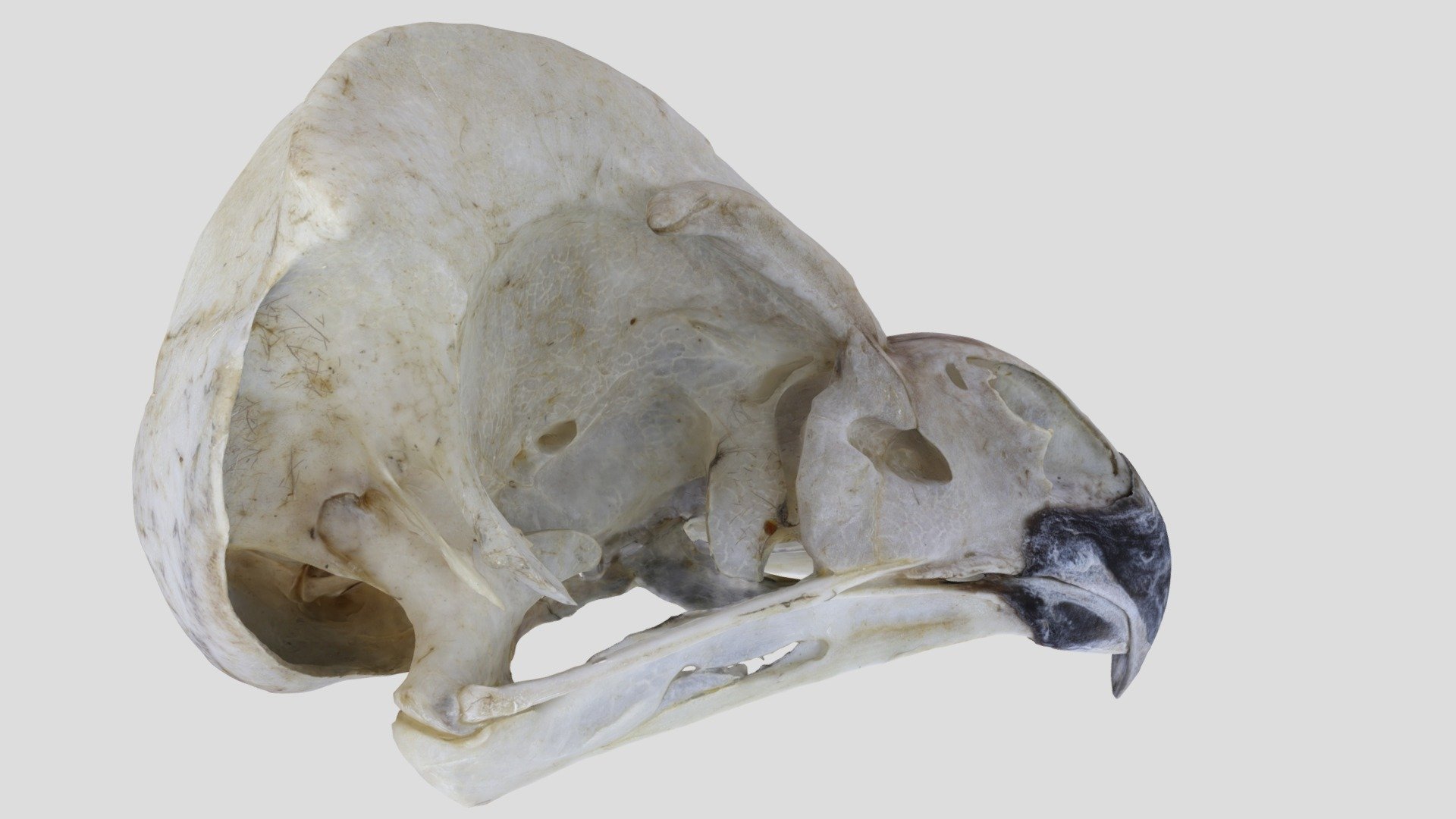 UWYMV:Bird:5862, Asio otus tuftsi, Skull - Download Free 3D model by University of Wyoming ...