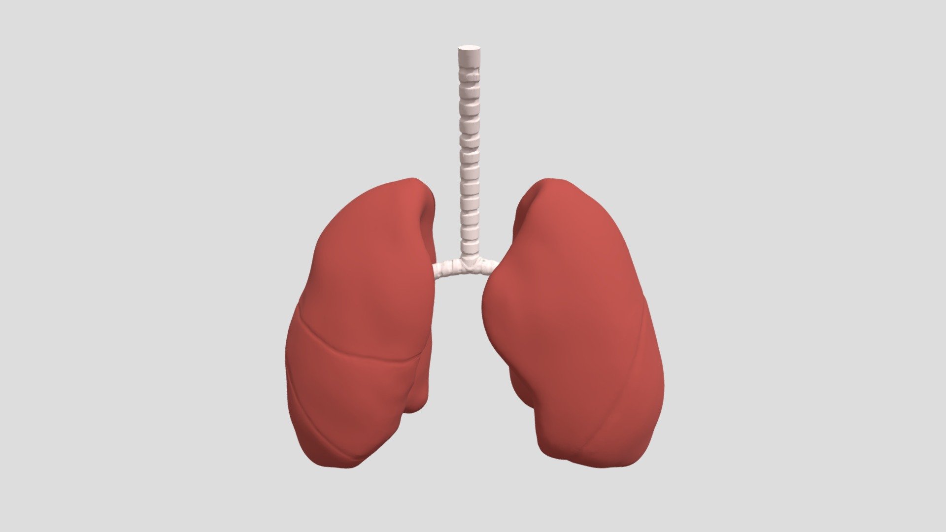 Paru-paru / Lungs 3D Modelling - Download Free 3D model by InLiness ...