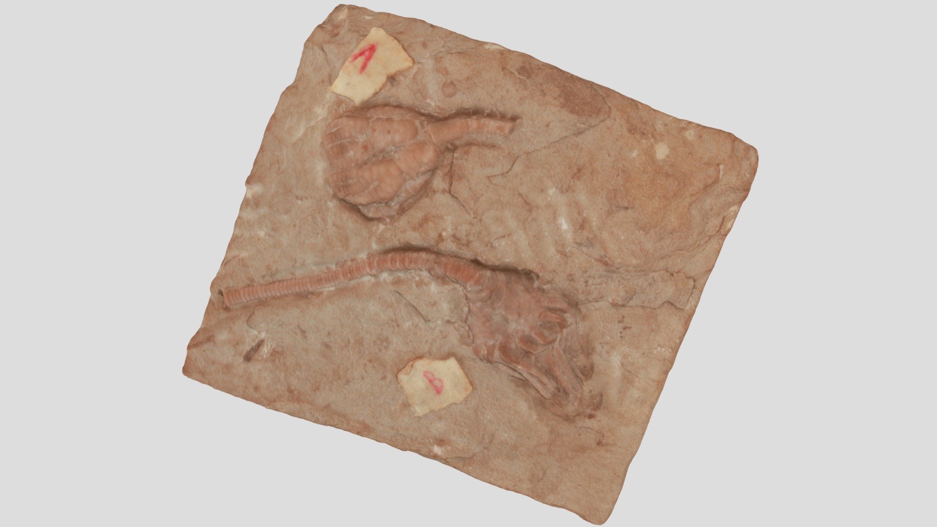 Taxocrinus colletti and Macrocrinus mundulus - Download Free 3D model ...