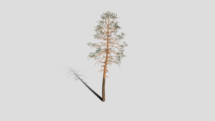 Pine-tree 3D models - Sketchfab