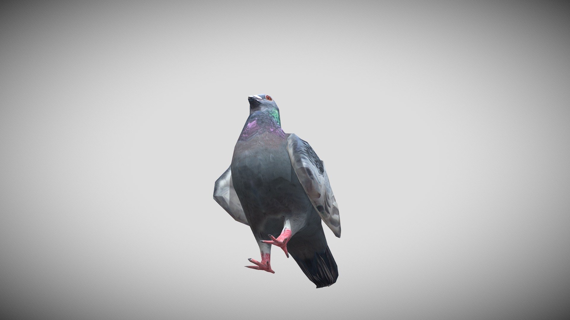Pigeon - 3D model by atti1234 [32e63fa] - Sketchfab