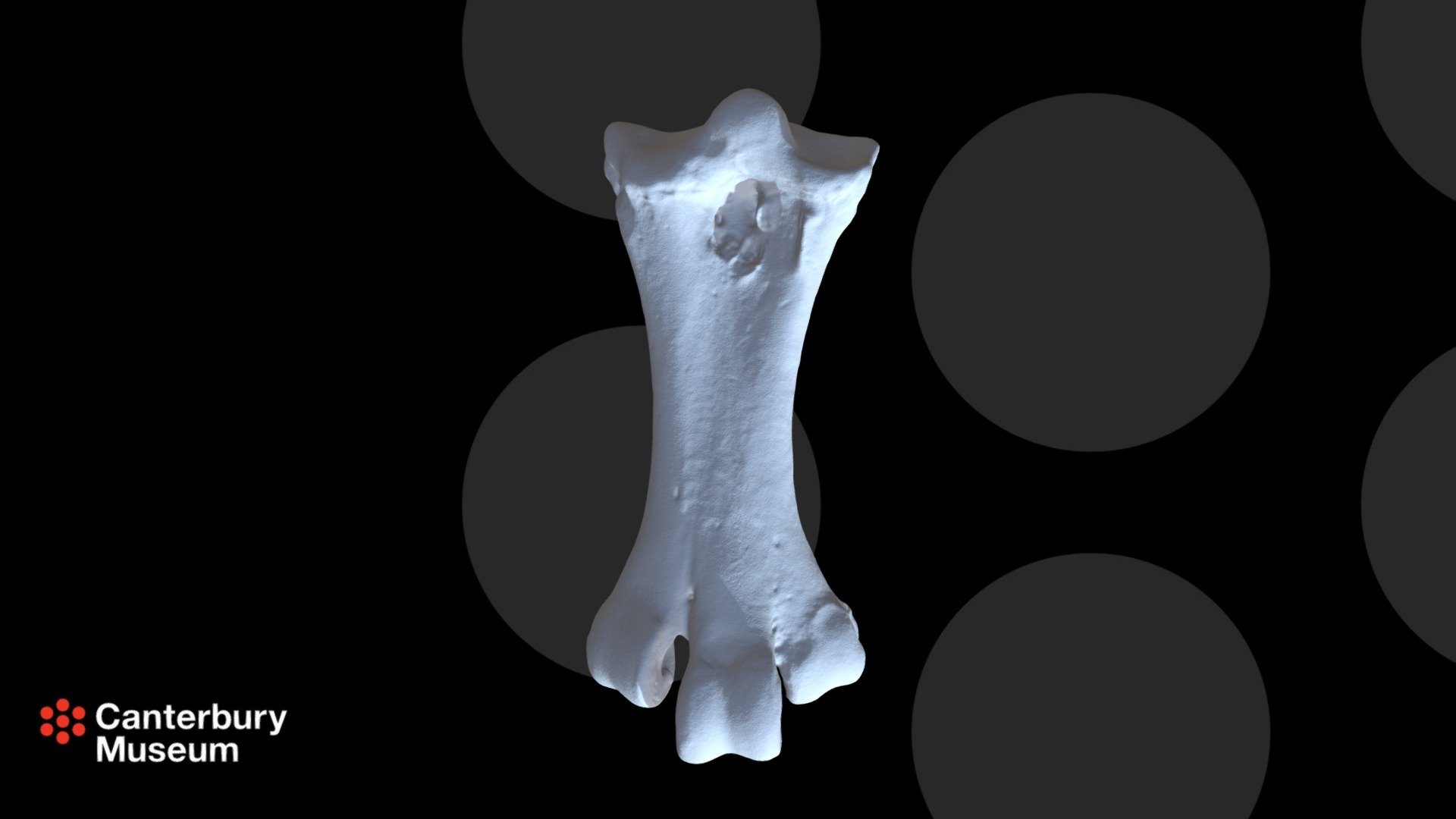 Aptornis Right Tarsometatarsus - 3D model by Canterbury Museum ...
