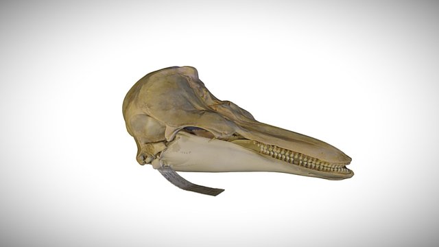 Harbor Porpoise Skeleton