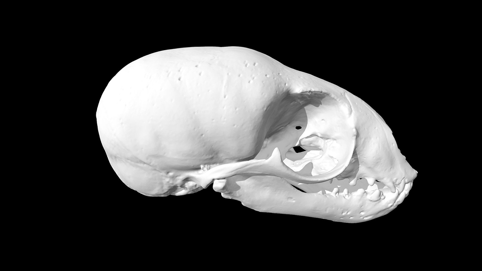 Crâne d'otarie des Galapagos (fermé) - 3D model by Alienor.org, Conseil des musées (@alienor.org ...