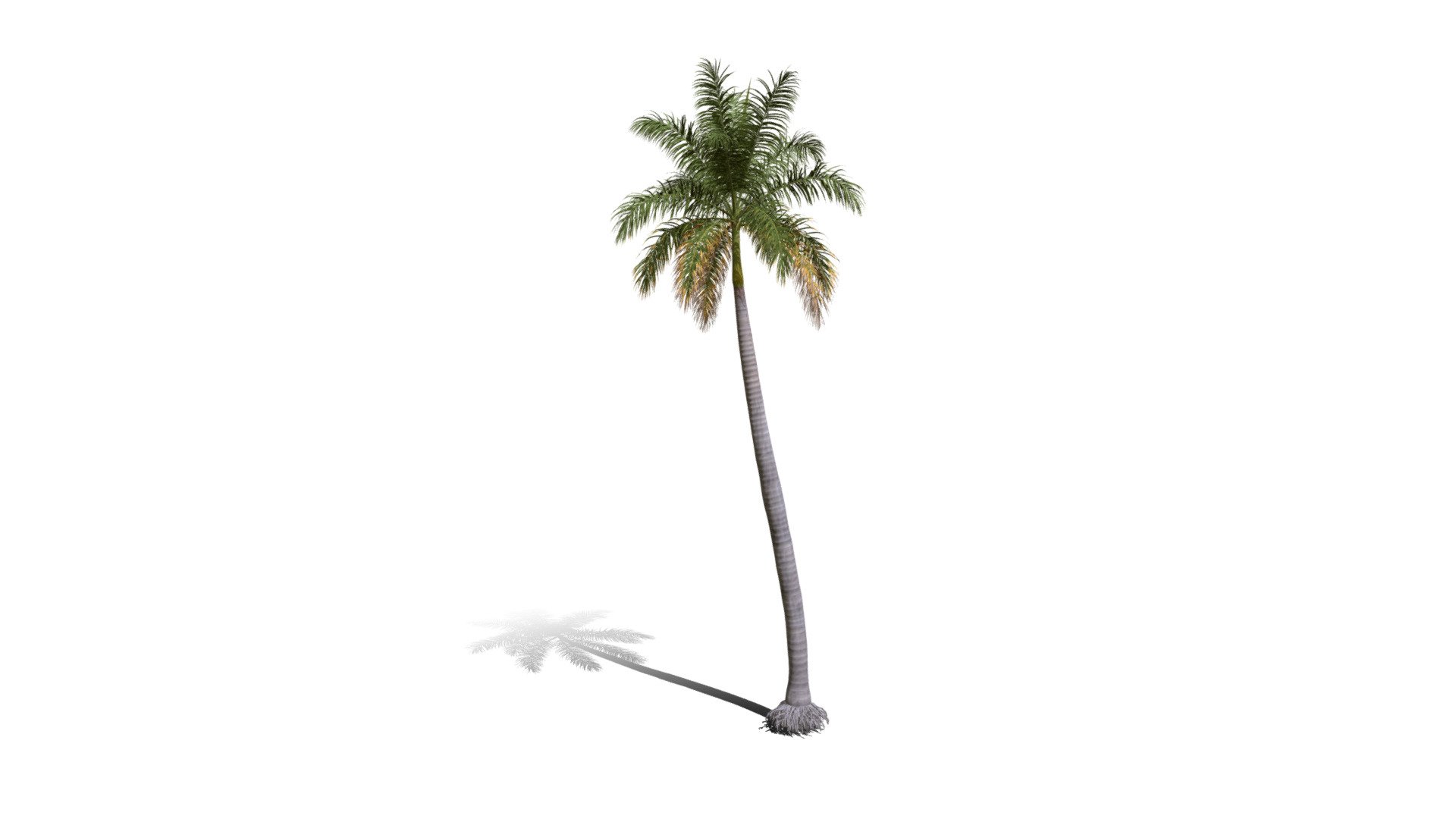 Realistic HD Royal palm (19/25) - Download Free 3D model by ...