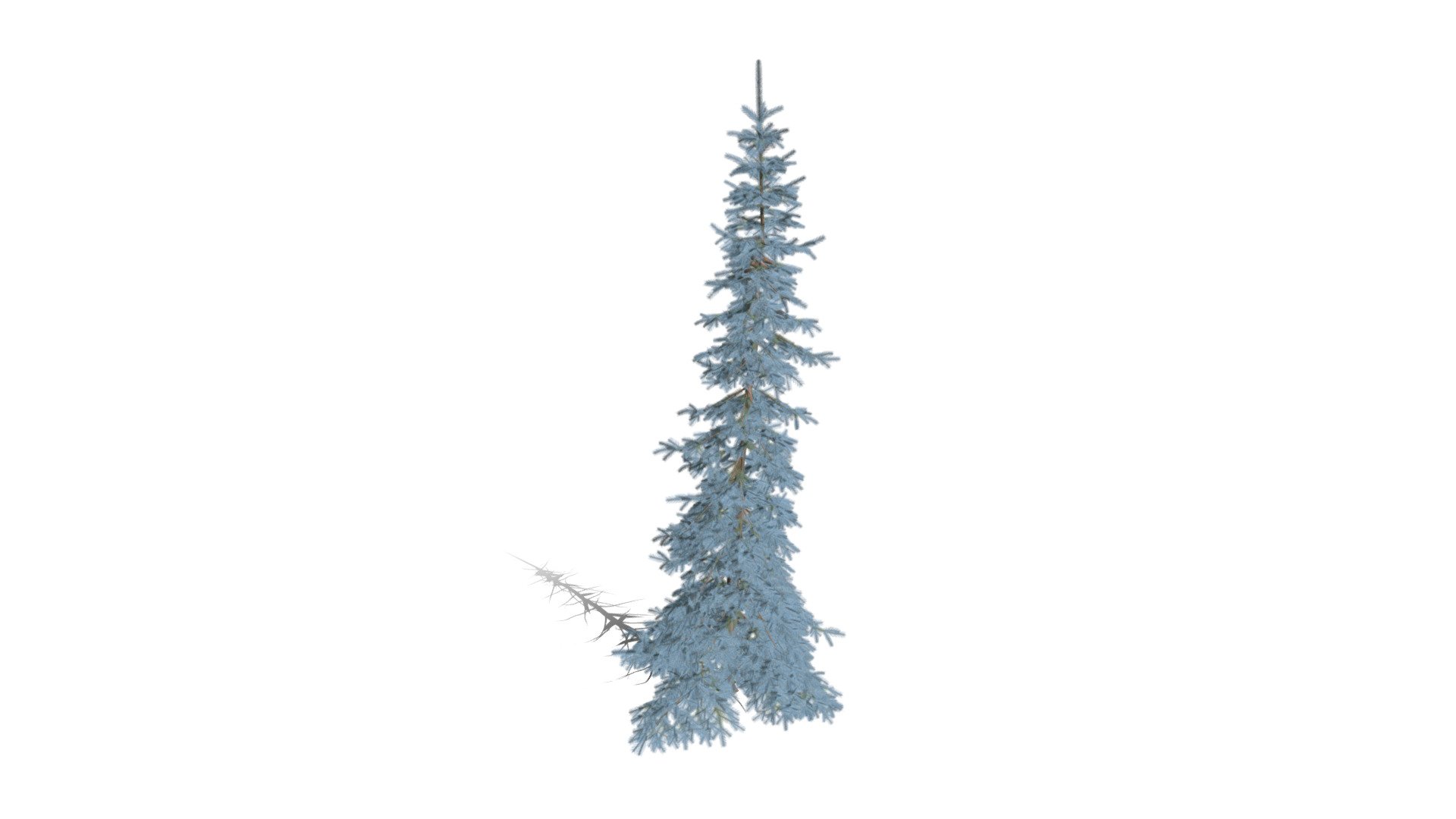 Realistic HD Colorado Blue spruce Koster (13/43) - Download Free 3D ...