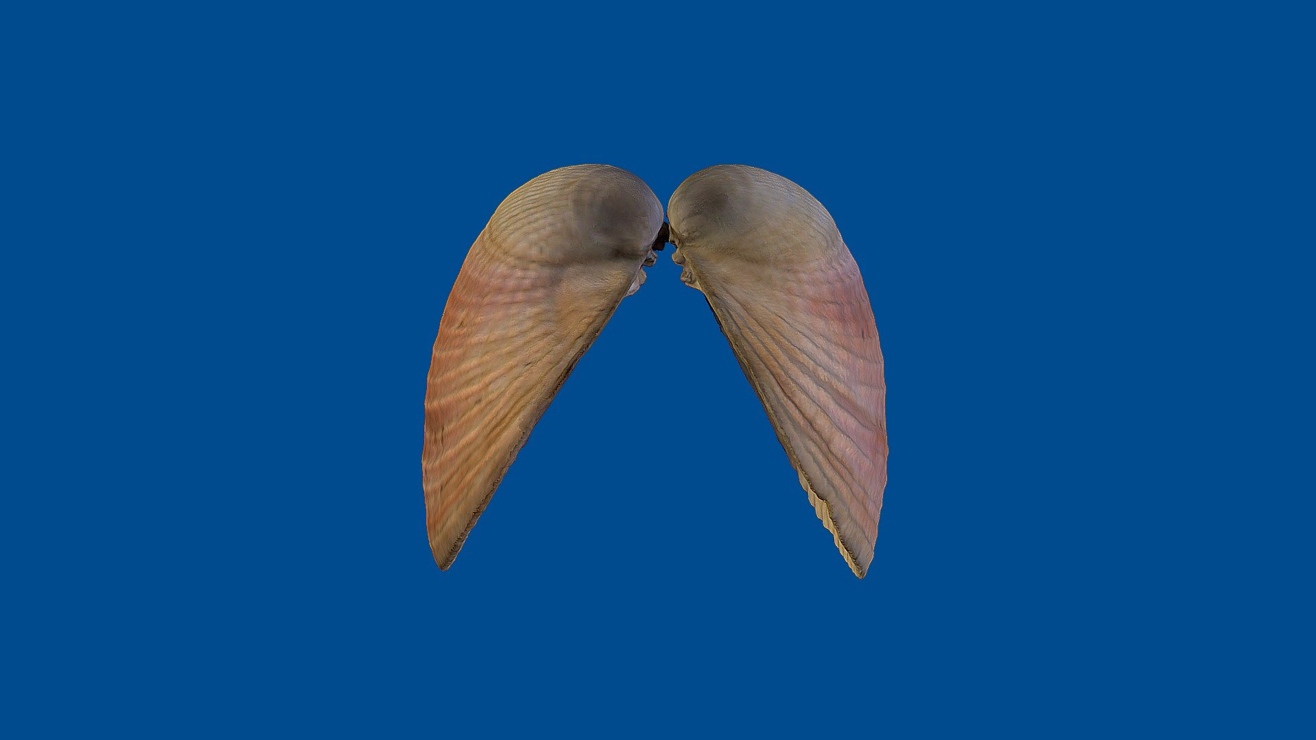 Tuangi, New Zealand cockle - 3D model by nzfauna [3305dc7] - Sketchfab