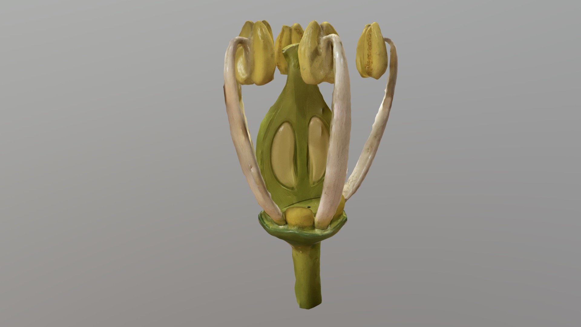 Maquette fleur de vignes - Download Free 3D model by Tavernier Amaury ...