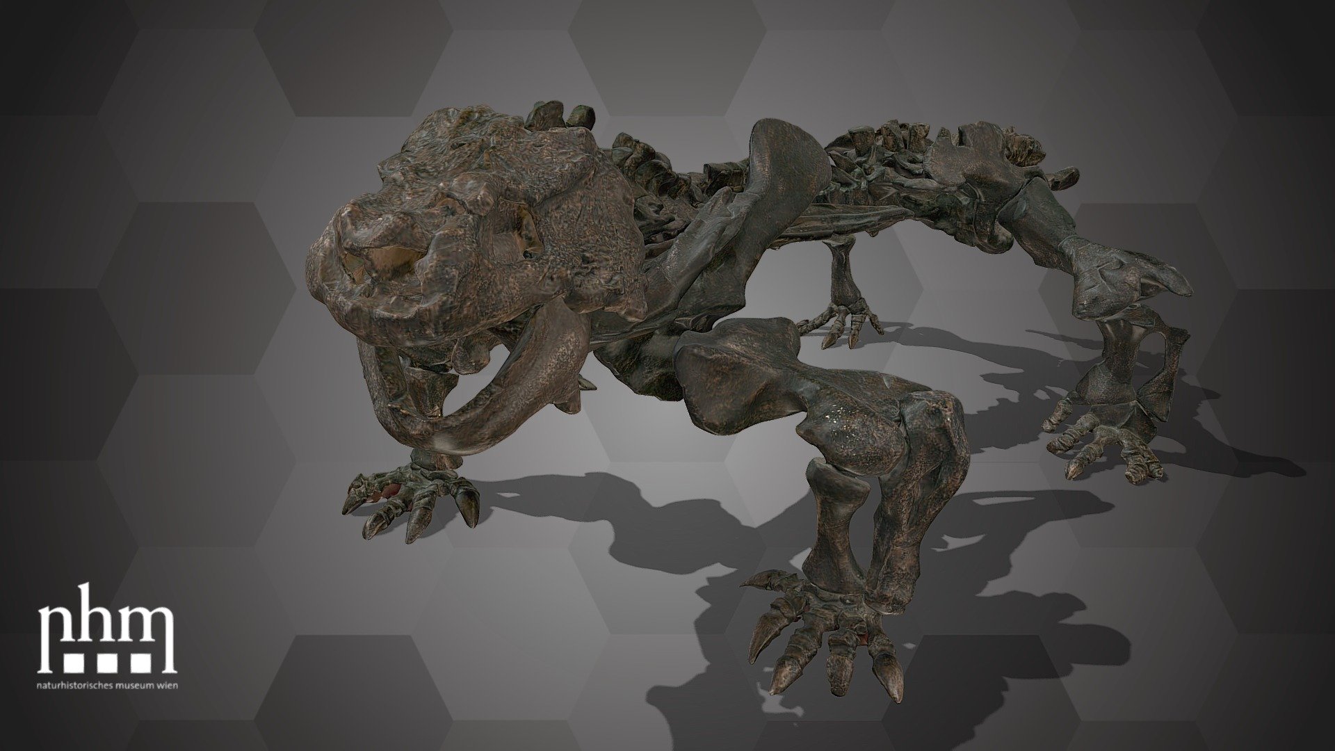 Bradysaurus baini (NHMW-GEO-2017/0102/0001) - 3D model by Natural ...
