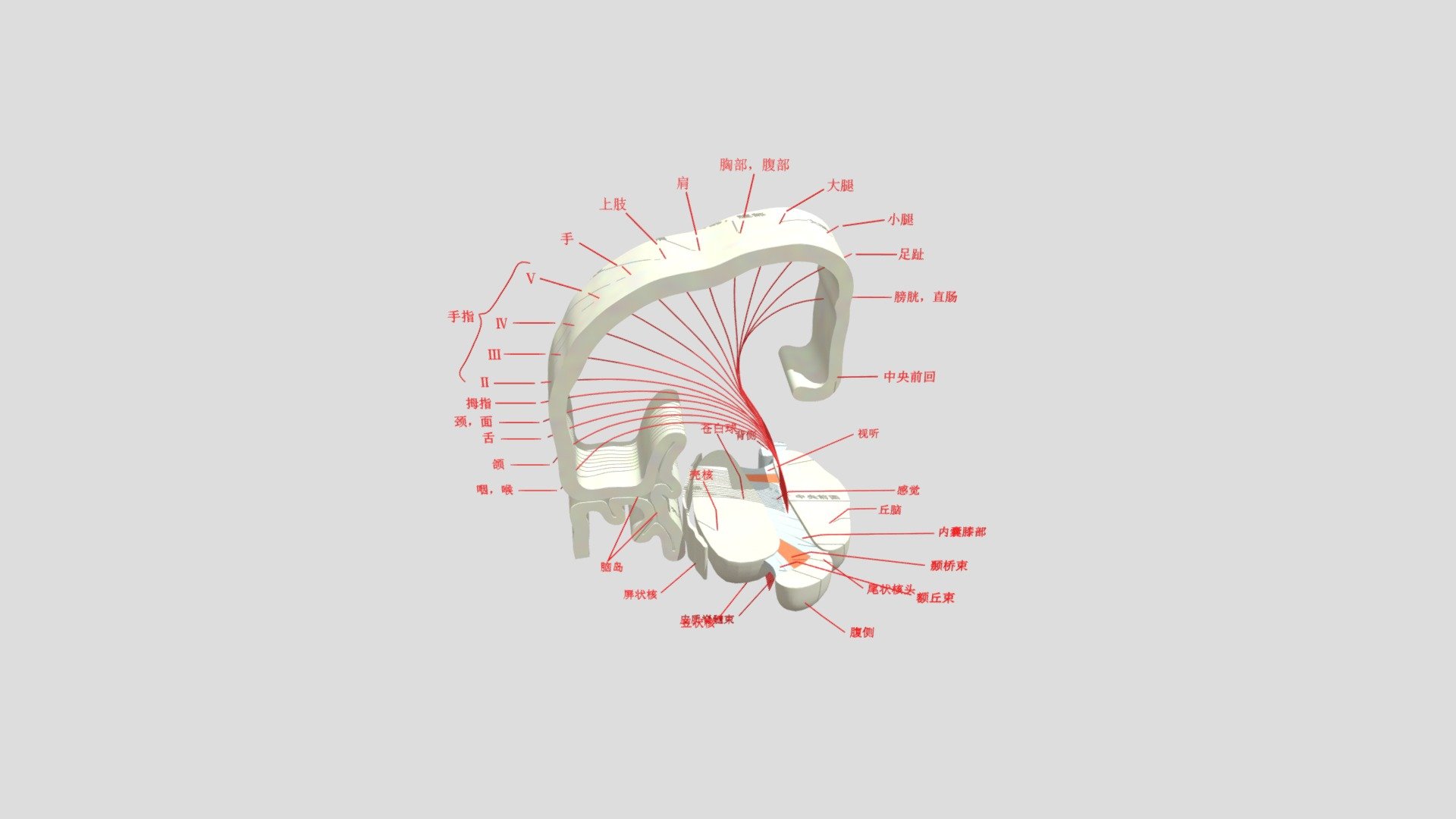 Brain slice_01.zip - 3D model by Arfront (@Bo.Feng) [330bc2c] - Sketchfab