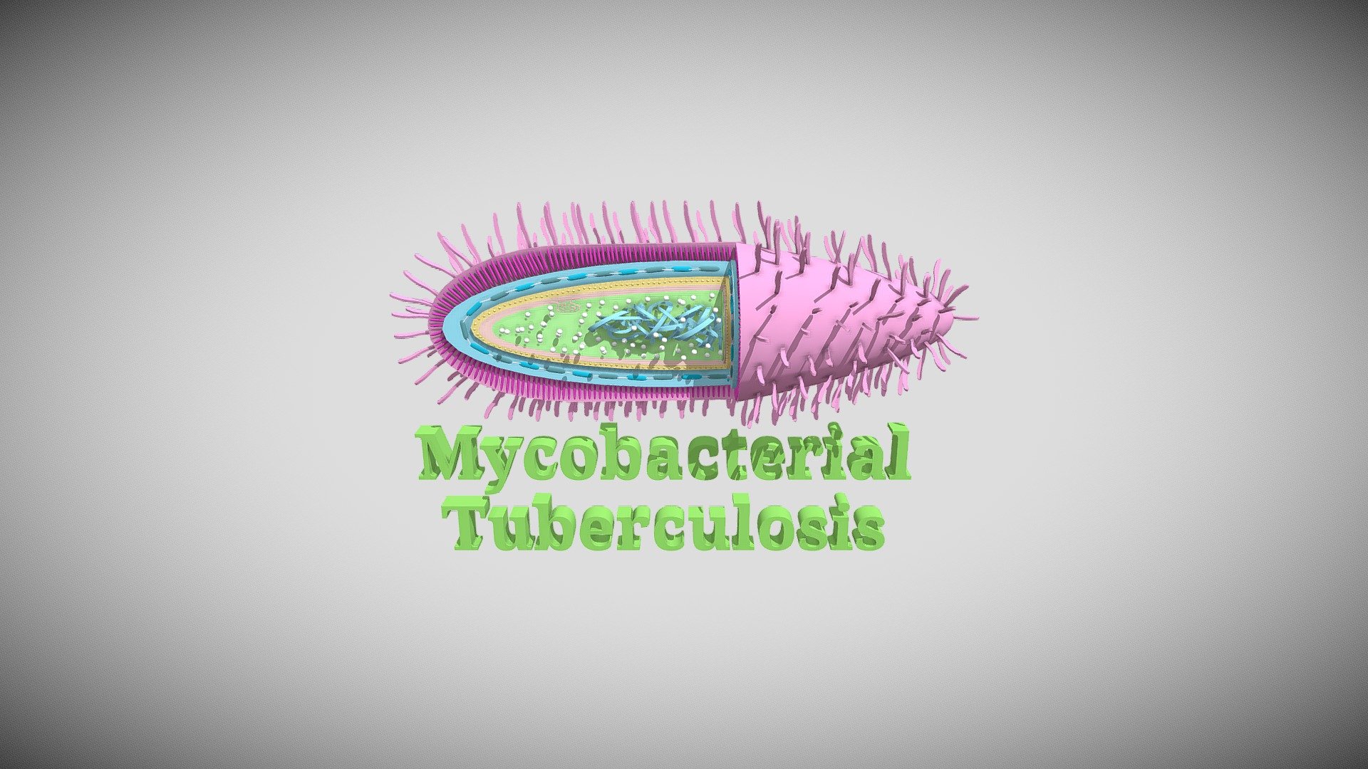 Mycobacterium Tuberculosis (1) - 3D model by Mycobacterium Tuberculosis ...