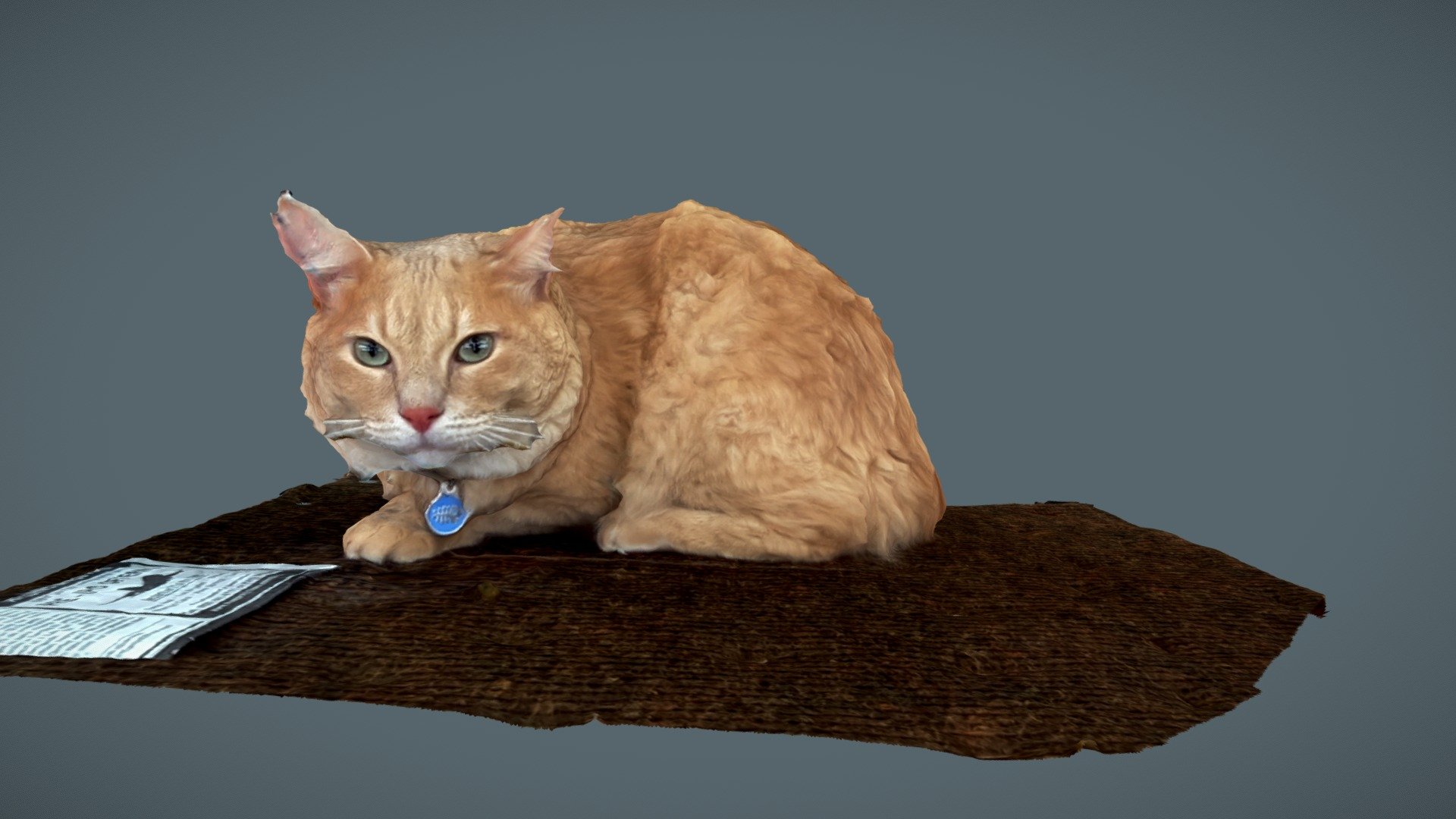 Mushu 2 yr old cat:scan by QuickPic3D QP104HR - 3D model by QuickPic3d ...
