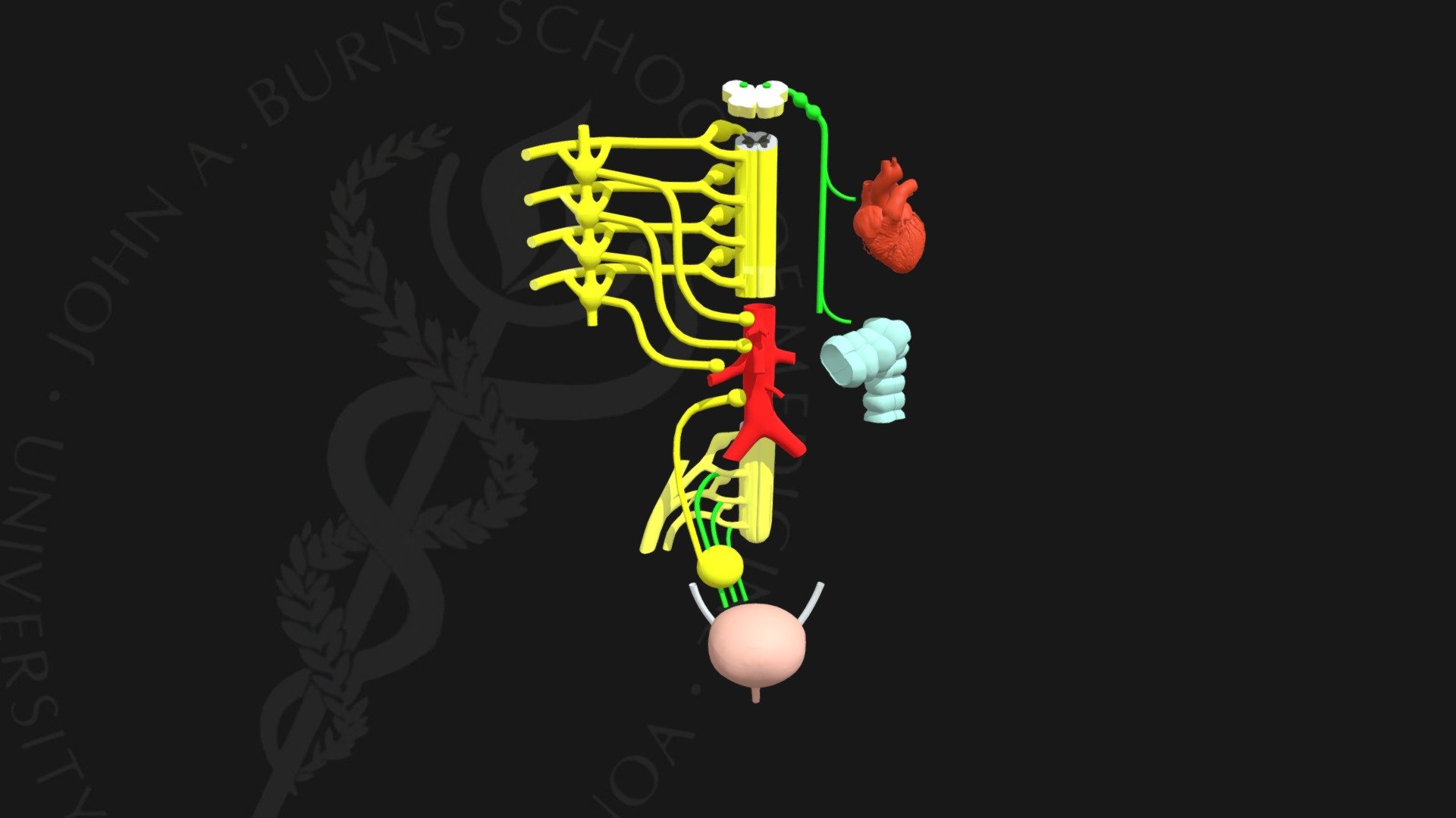 Spinal Nerves 05 25 2022 - 3D model by John A Burns School of Medicine ...