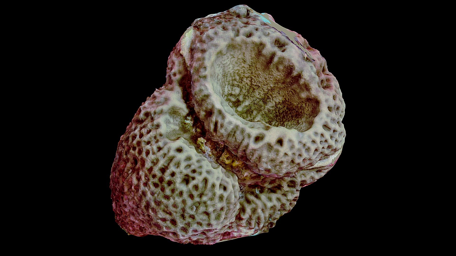 #19: Geodia neptuni - Download Free 3D model by Lauren Olinger PhD (@l ...