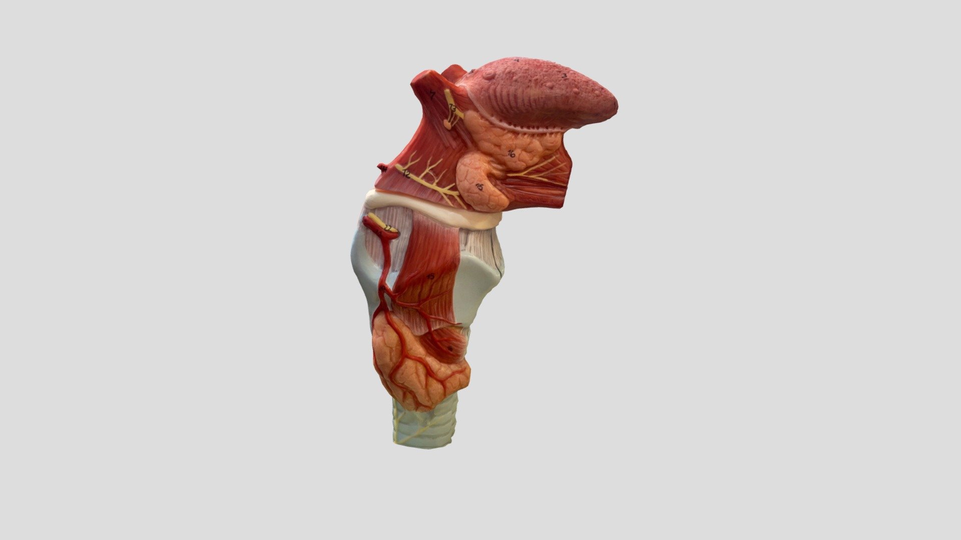 Tongue model - muscle actions - 3D model by csdneuro [331a89c] - Sketchfab