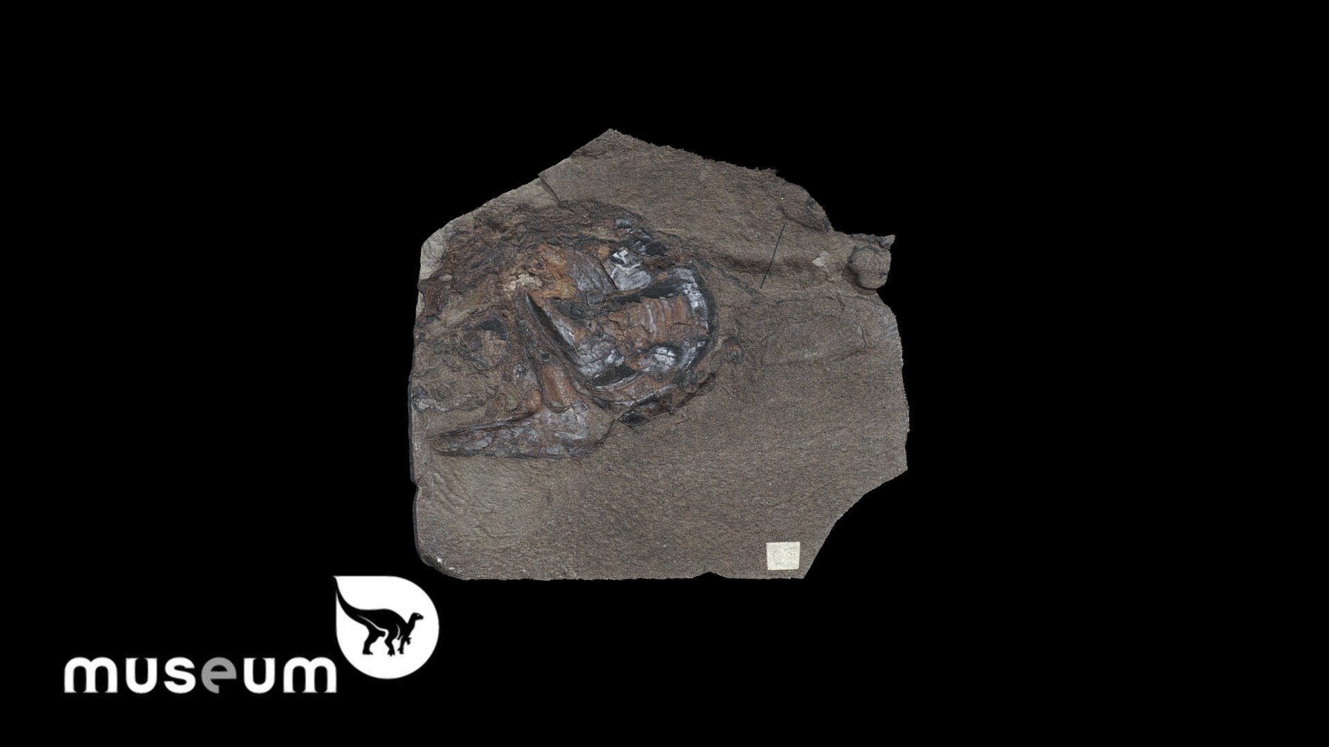 IRSNB P 02403 - Aethalionopsis robustus - 3D model by Royal Belgian ...