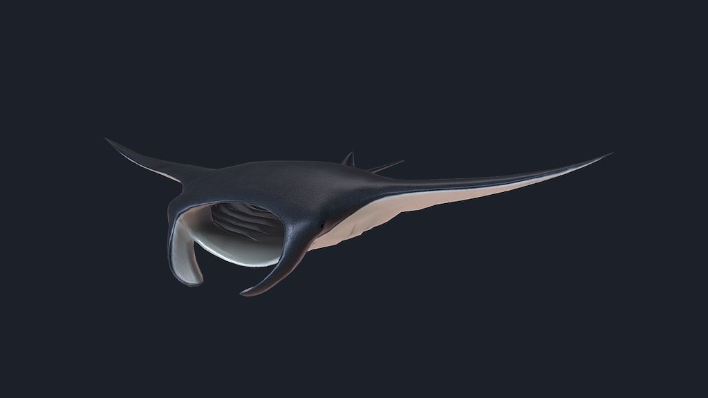 Manta Ray - 3D model by John (@john3ds) [331ebbd] - Sketchfab