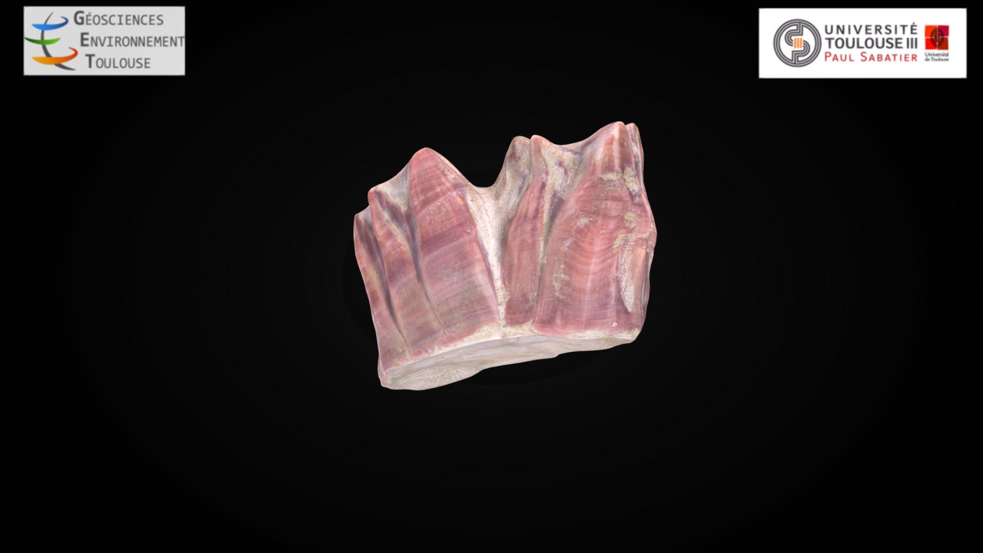 Balanus - Download Free 3D model by Marc de RAFELIS (@derafelis ...