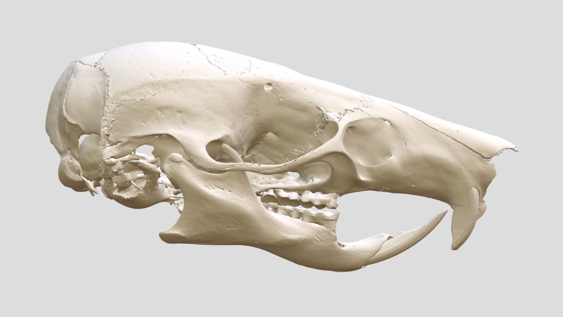 Lenoxus apicalis (MSB:Mamm:68530) - 3D model by Biodiversity [331f9c0 ...