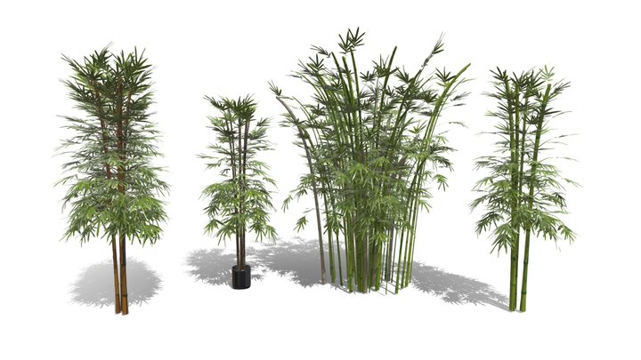Bamboo 3D models - Sketchfab