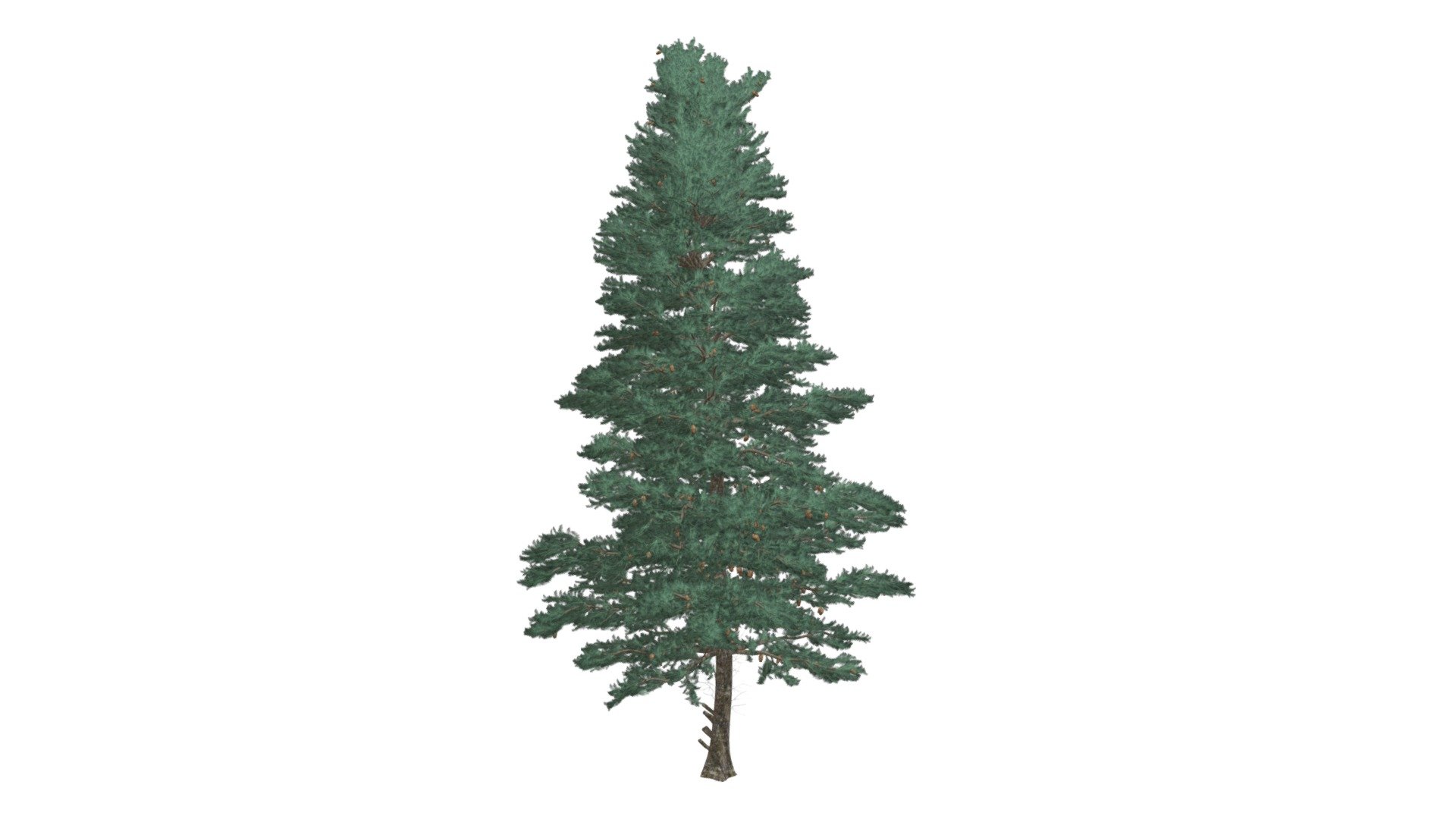 White Fir Tree #06 - Buy Royalty Free 3D model by meshshape [33206dd ...