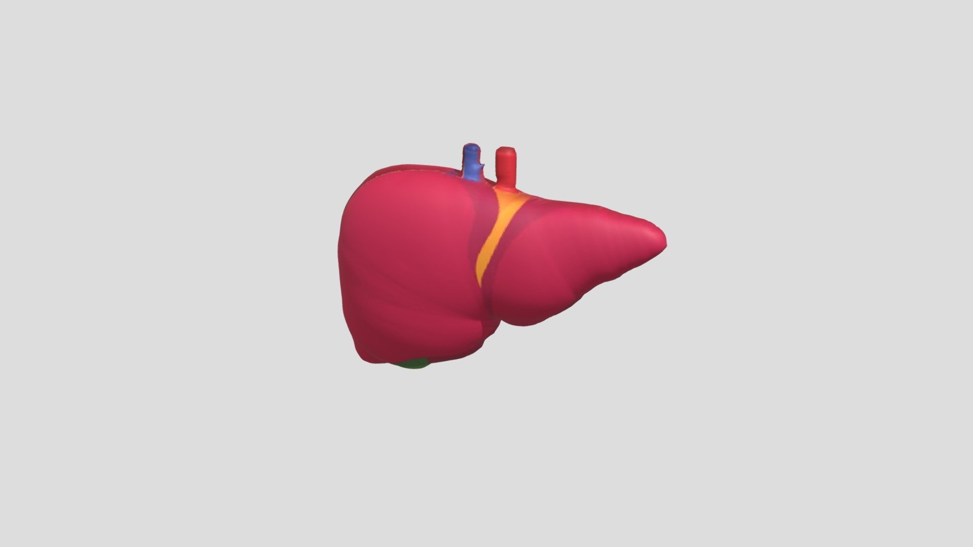 Liver - 3D model by faedahnurullayla [3325e3f] - Sketchfab