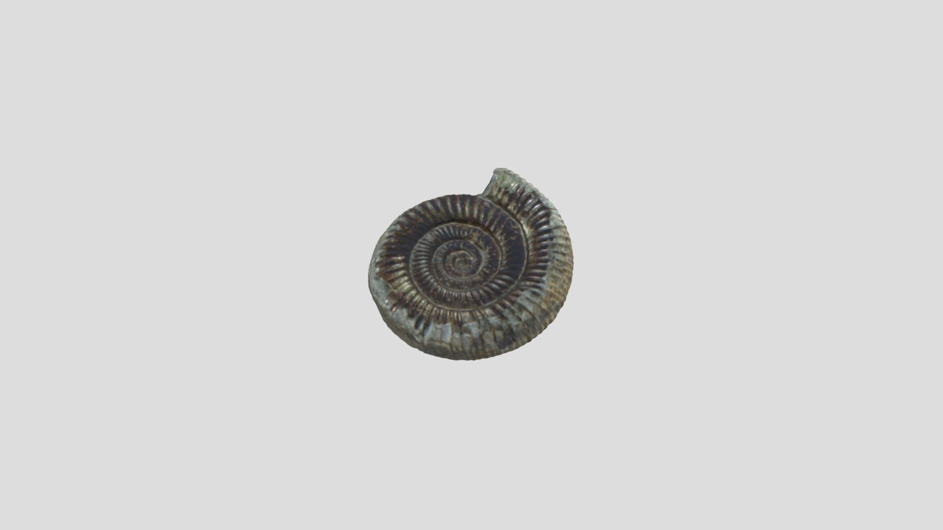 Ammonite - 3D model by Aberdeen City Libraries (@AberdeenCityLibraries ...