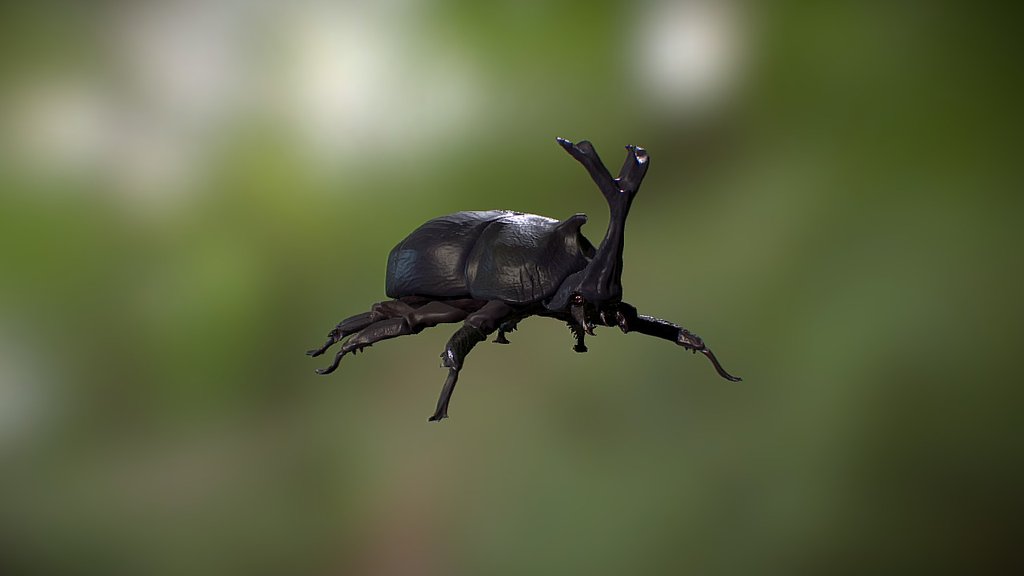 Rhino Bug - 3D model by elotroadri [3327d7e] - Sketchfab