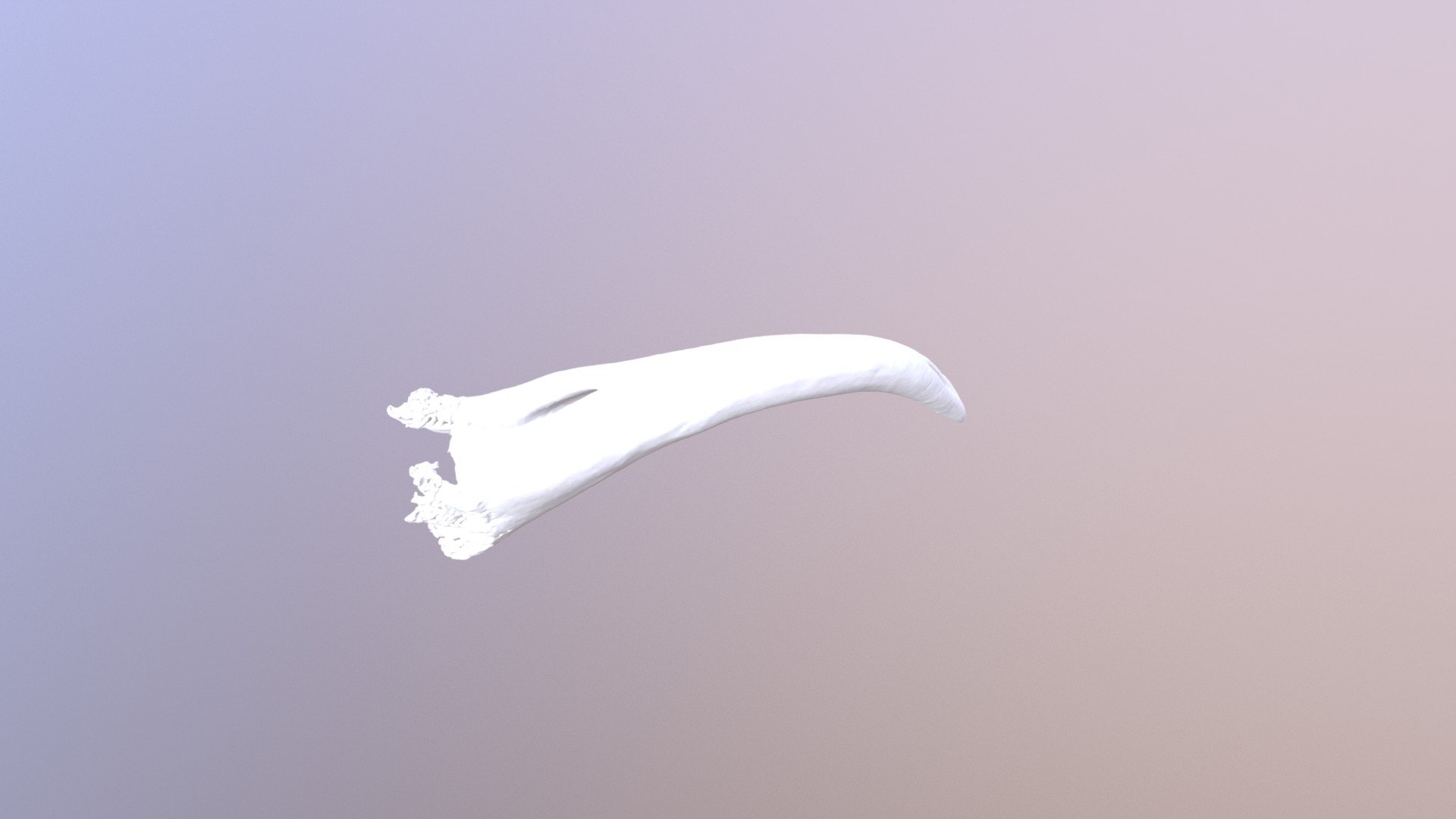 Vipera berus - 3D model by GigaScience (@GigaDB) [332aaf6] - Sketchfab