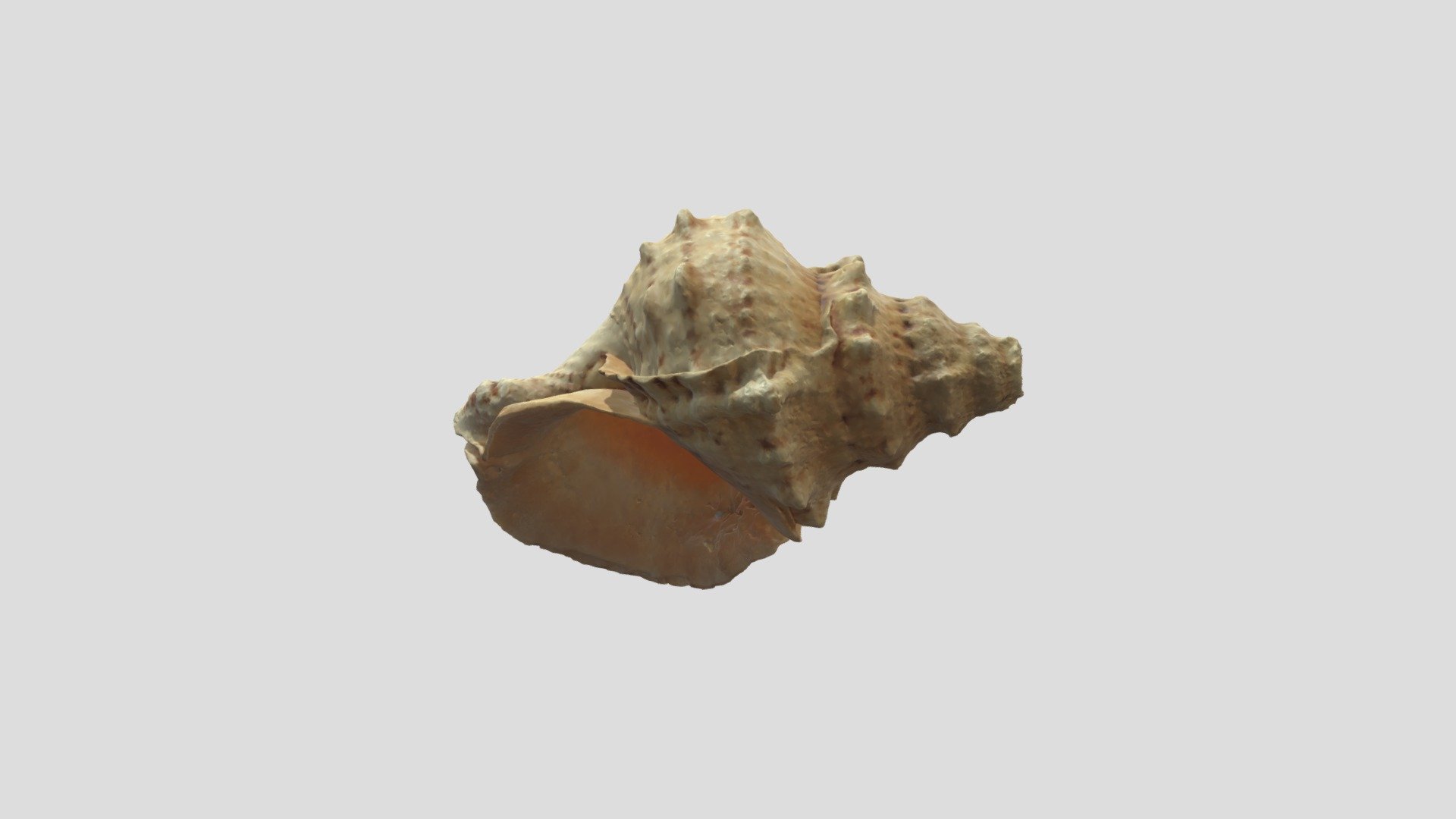 high resolution 3d scan of Conch Shell - 3D model by shushruthmg ...