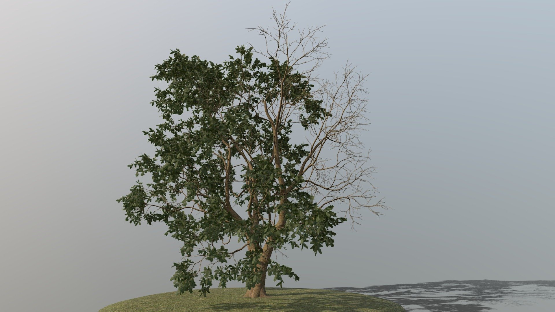 Oak Tree - Buy Royalty Free 3D model by Studio Lab (@studiolab.dev ...