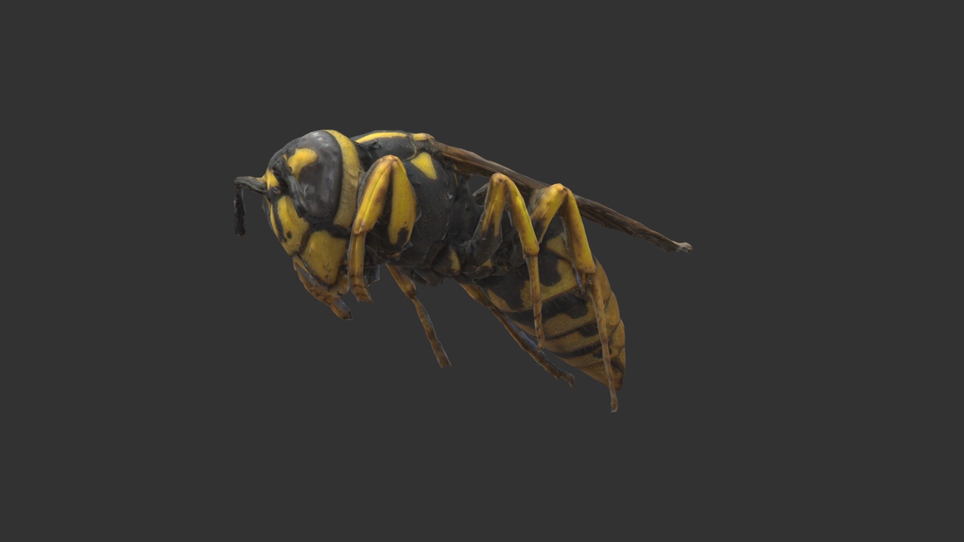 Downy yellowjacket (Vespula flavopilosa) - 3D model by Jorge.A ...