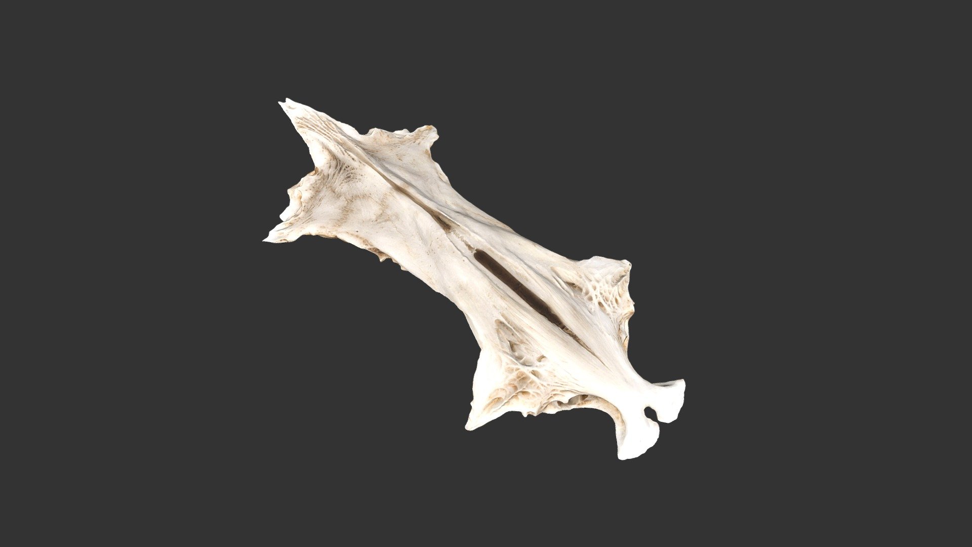 Channel Catfish, Neurocranium - 3D model by RLA Archaeology (@rla ...