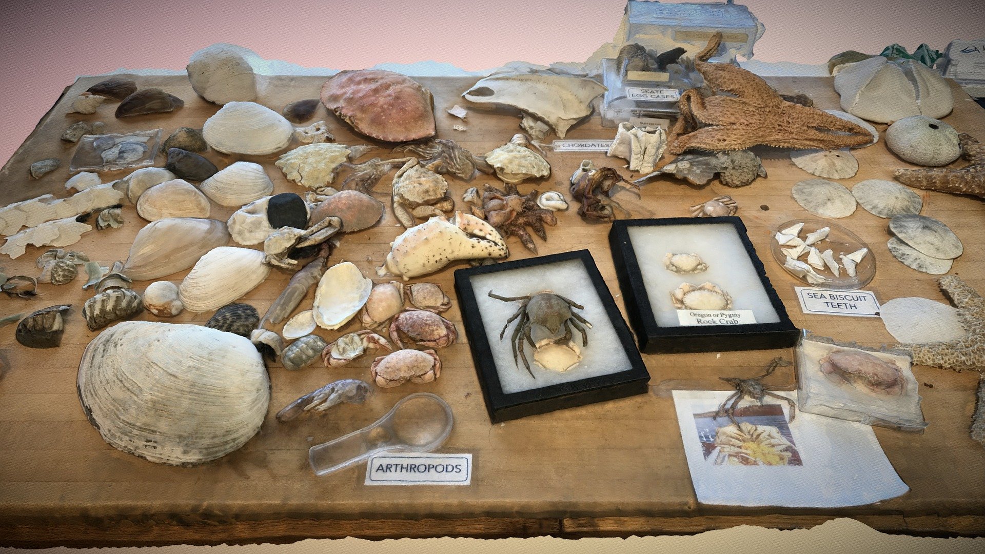 Table of crabs n shells - 3D model by peter54 [334b10f] - Sketchfab