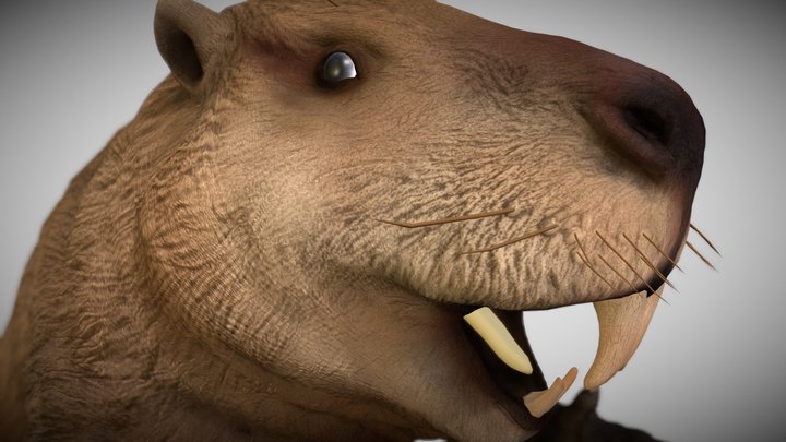 Fossil 3D models - Sketchfab