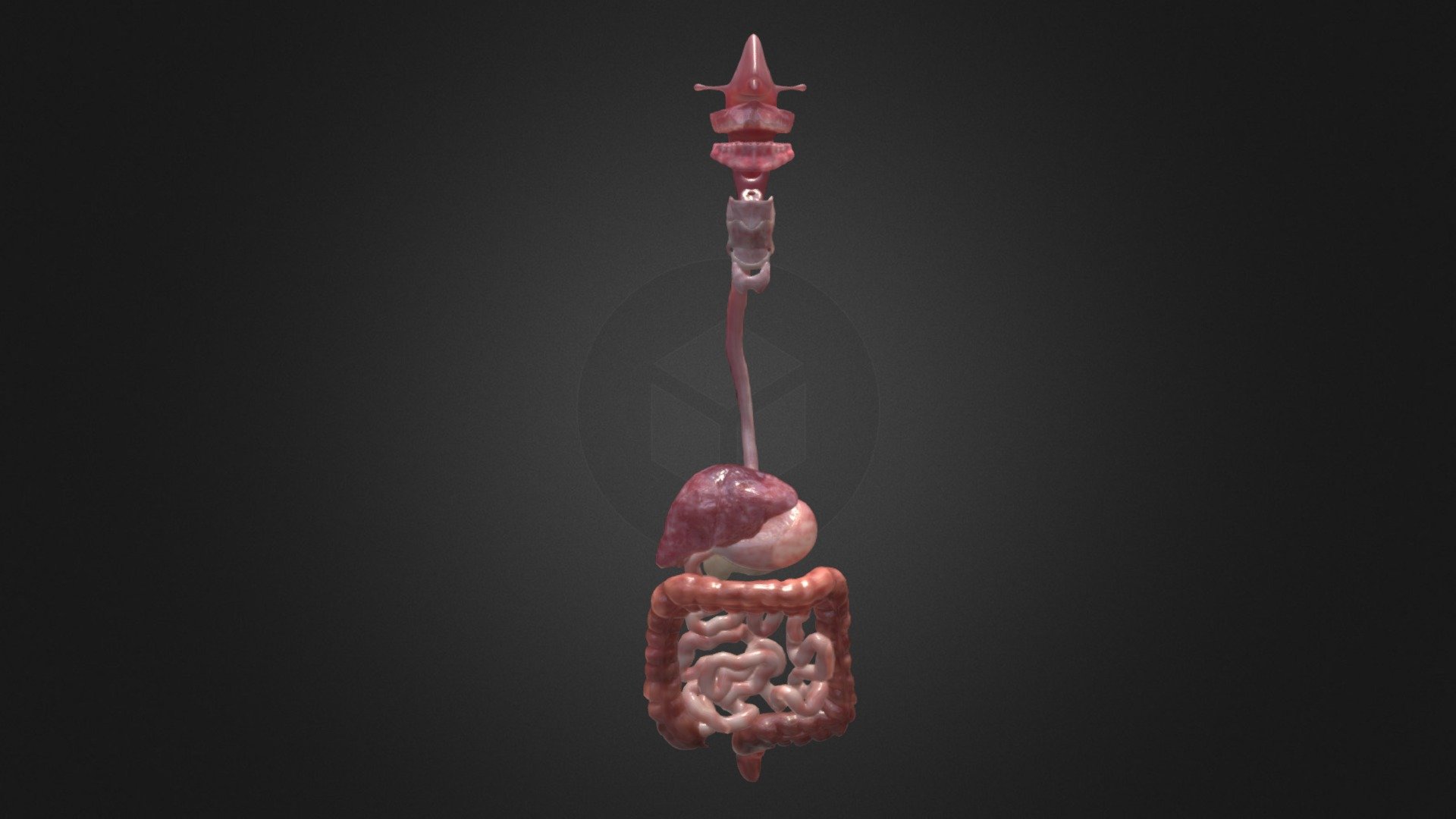 Digestive System - Buy Royalty Free 3D model by SA Anatomy (@saanatomy ...