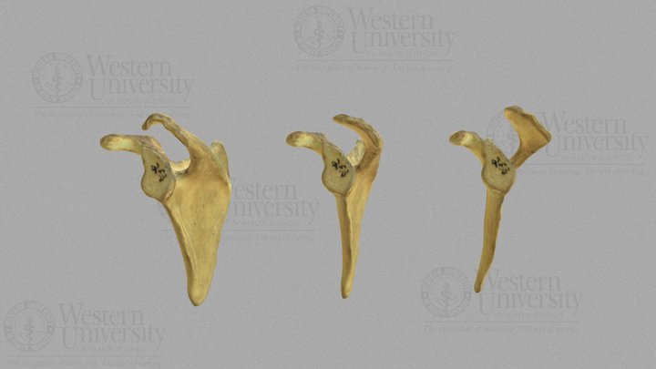 Acromion 3D models - Sketchfab