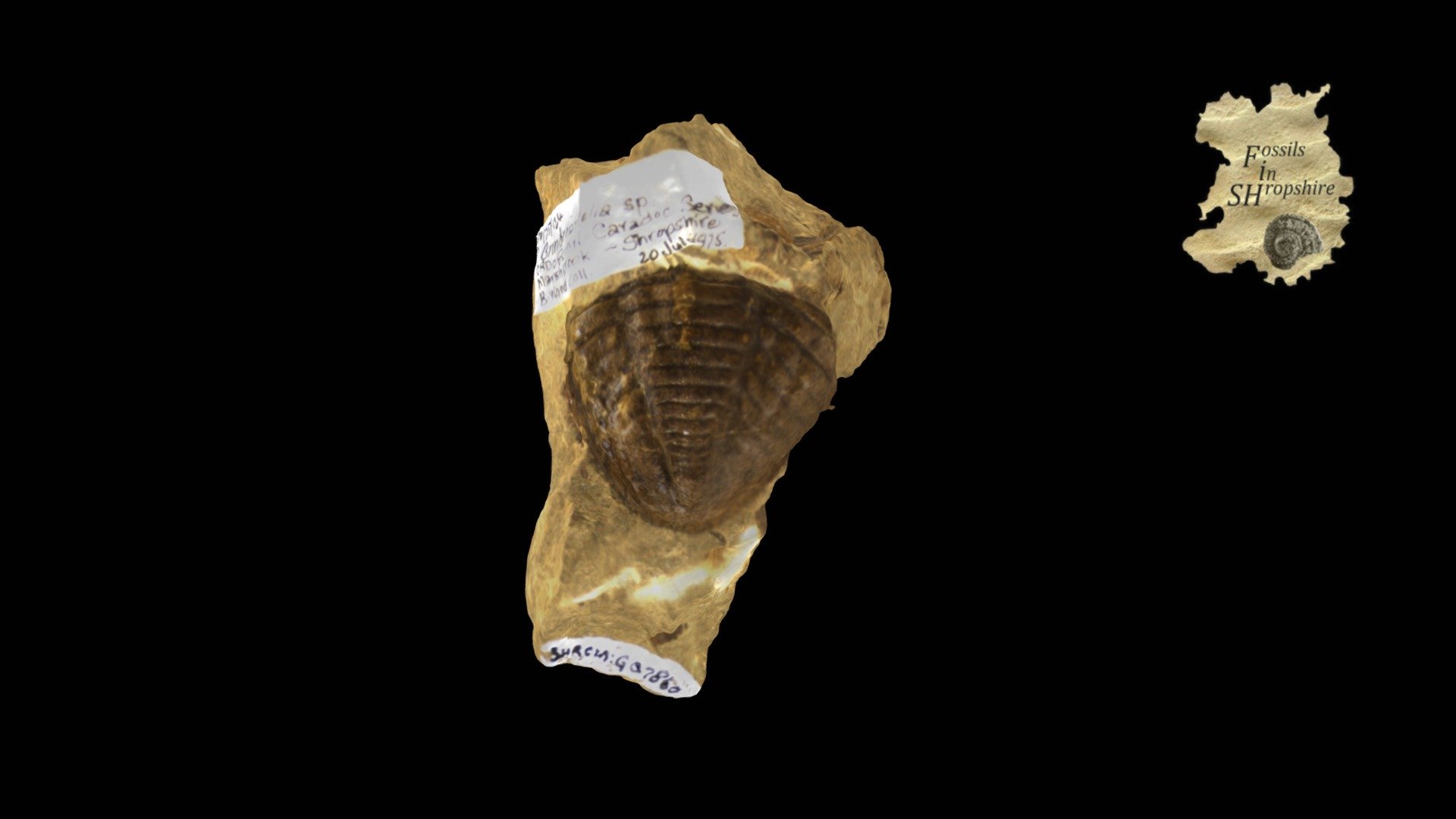 Trilobite - Pygidium - Download Free 3D model by Fossils in Shropshire ...