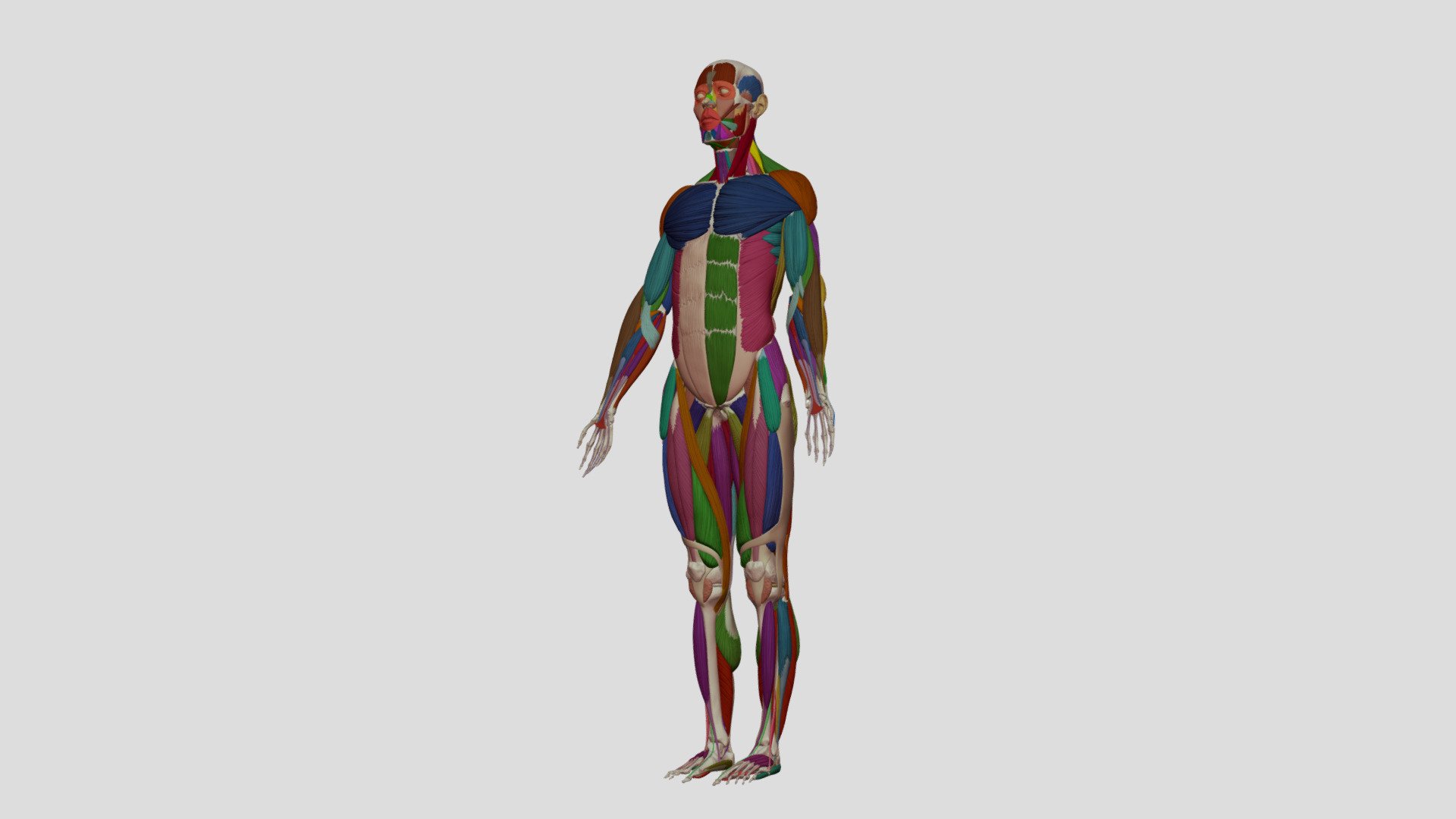 Male Ecorche w All Soft-Tissue Forms - 3D model by Ringling Figure ...