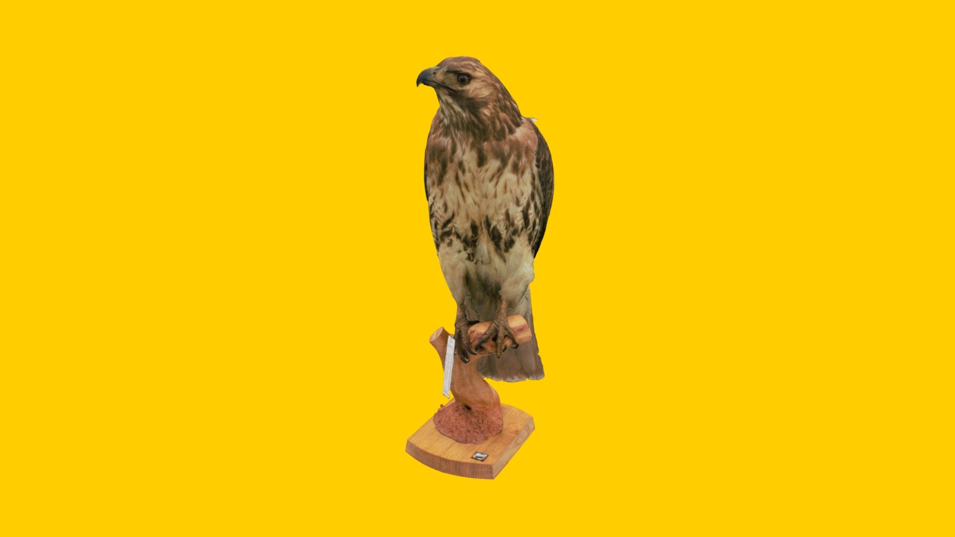 Red-tailed Hawk - 3D model by UIMuseumofNaturalHistory [3360492 ...