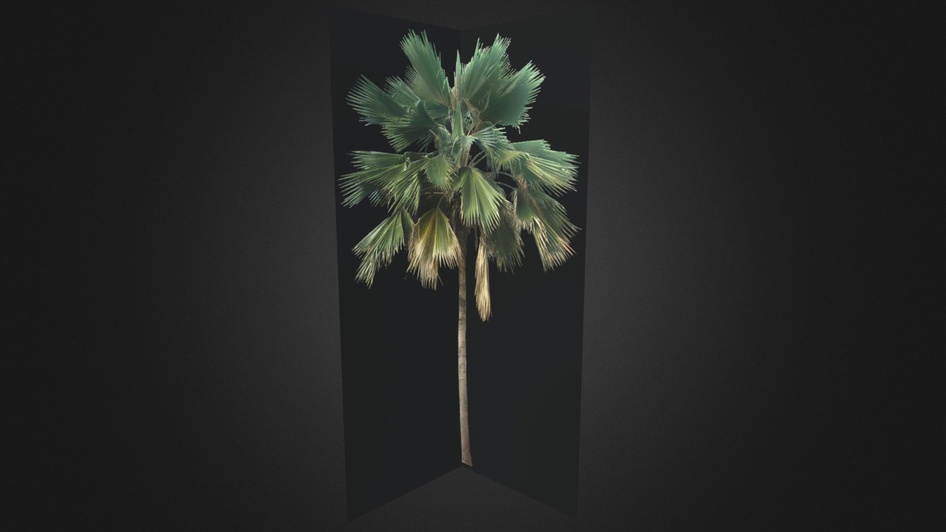 Palm Tree - Download Free 3D model by 3D Artist 1 (@hamidra7a) [3360b32 ...
