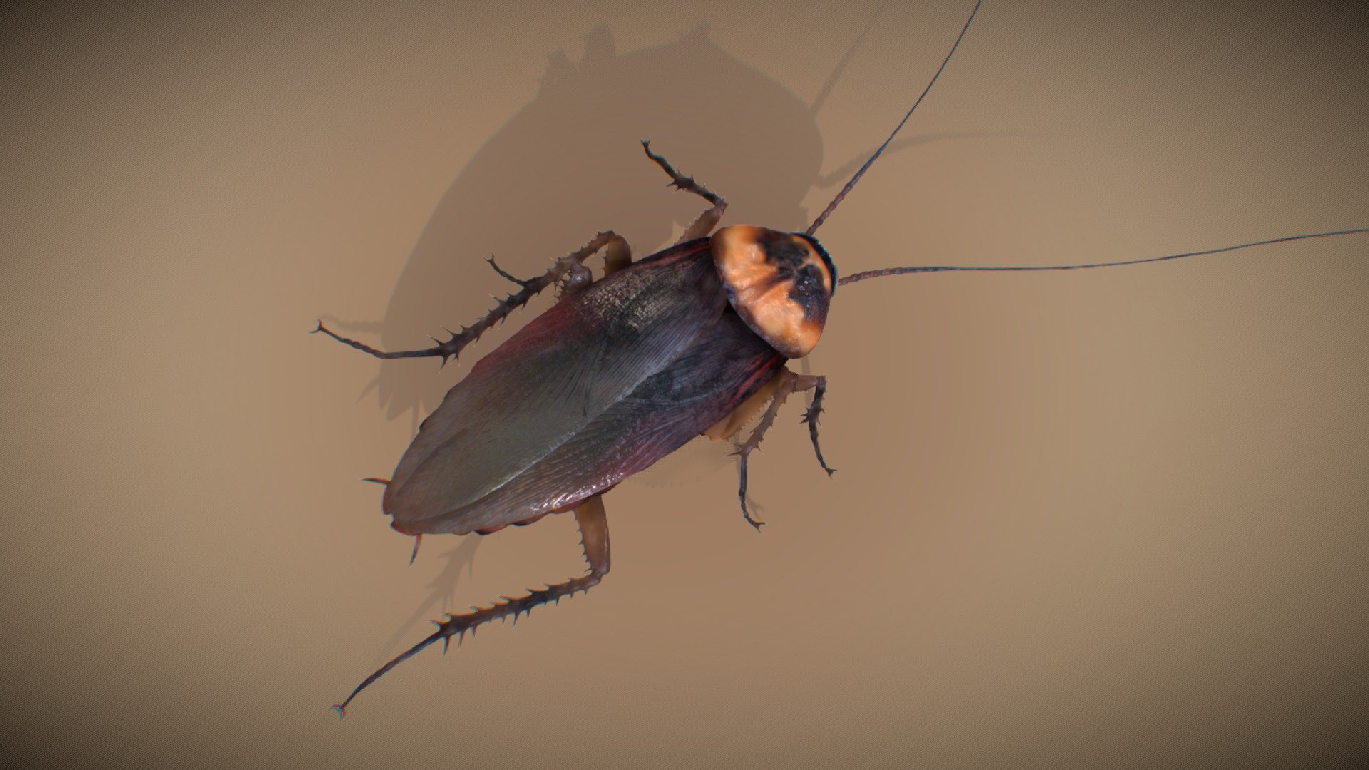 American Cockroach - Buy Royalty Free 3D model by Nestaeric [33615bc ...