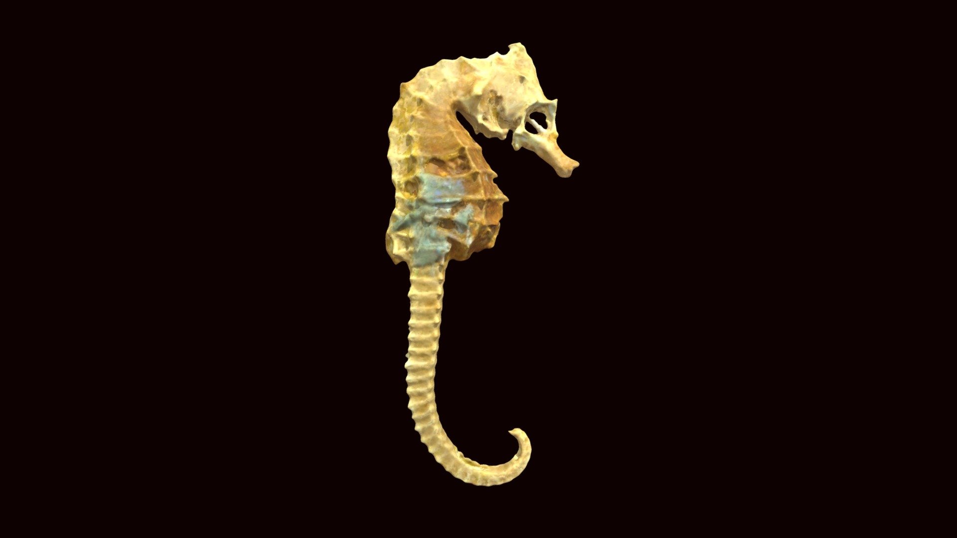 Seahorse exoskeleton (VCU_3D_6654) - Download Free 3D model by Virtual ...