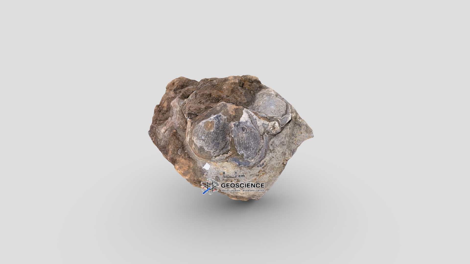 Brachiopod Download Free 3d Model By Kantanat [336bd7d] Sketchfab