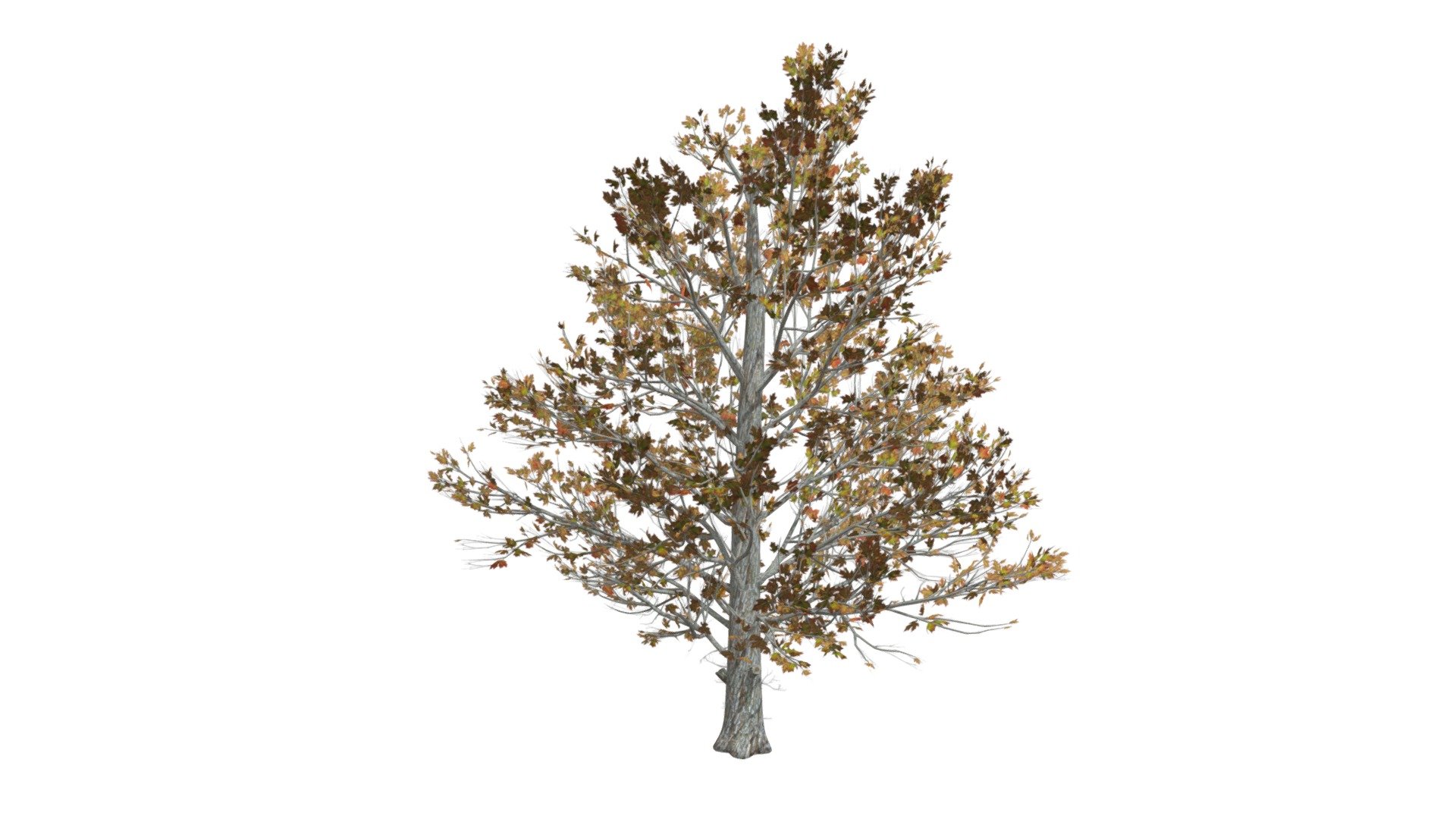 Sugar Maple Tree (Fall) #03 - Buy Royalty Free 3D model by meshshape ...