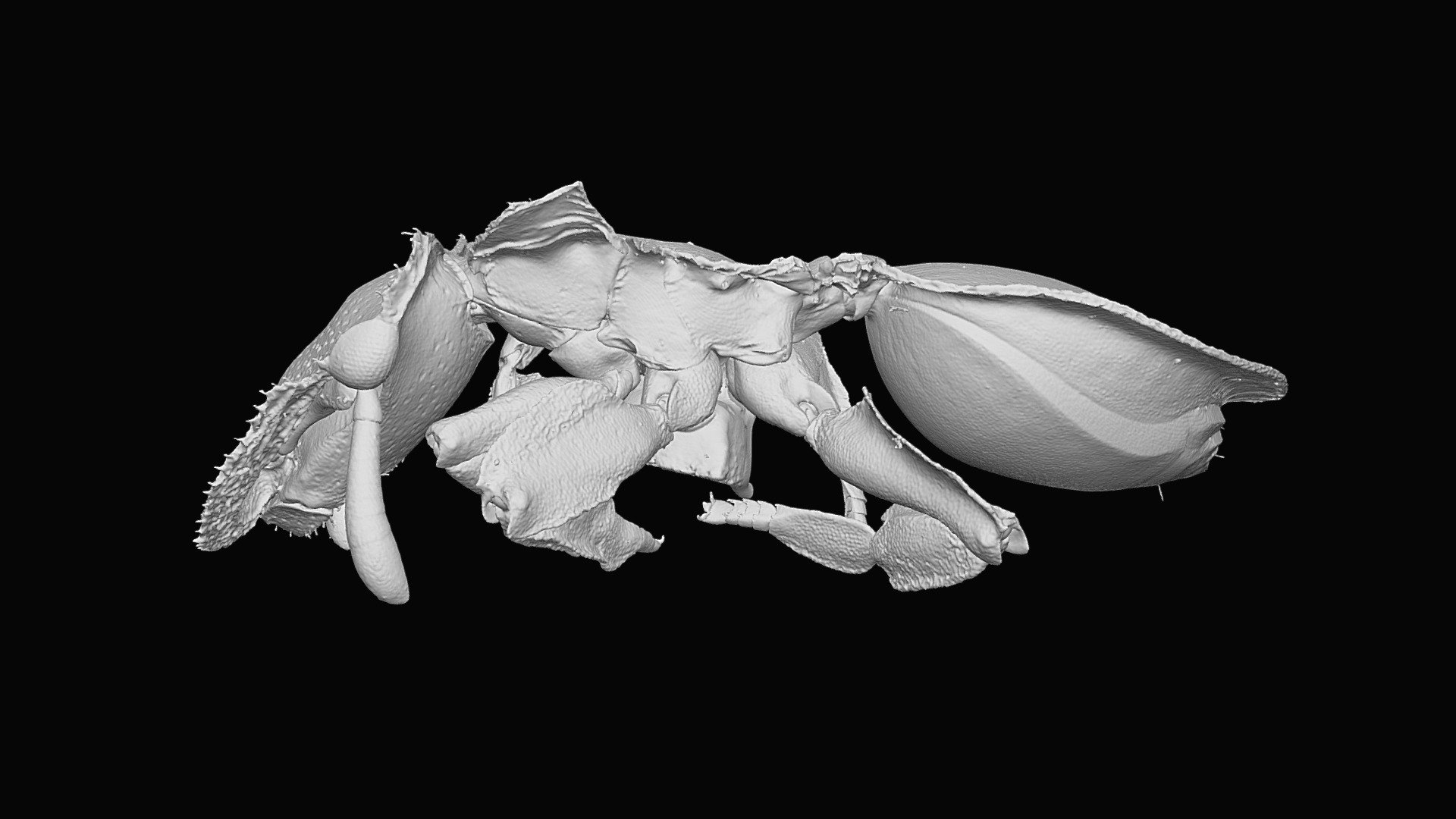 Cephalotes FHG01 worker - 3D model by Economolab (@arilab) [3375def ...