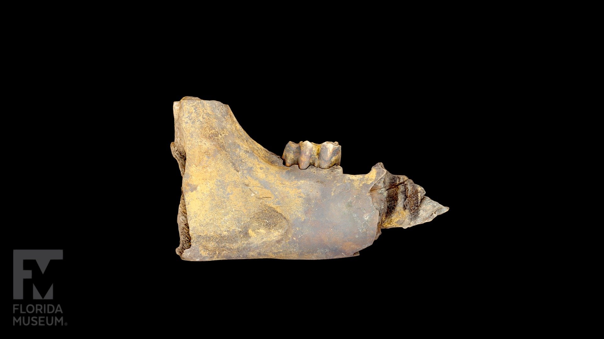 Cow Mandible - 3D model by FloridaMuseum [337782d] - Sketchfab